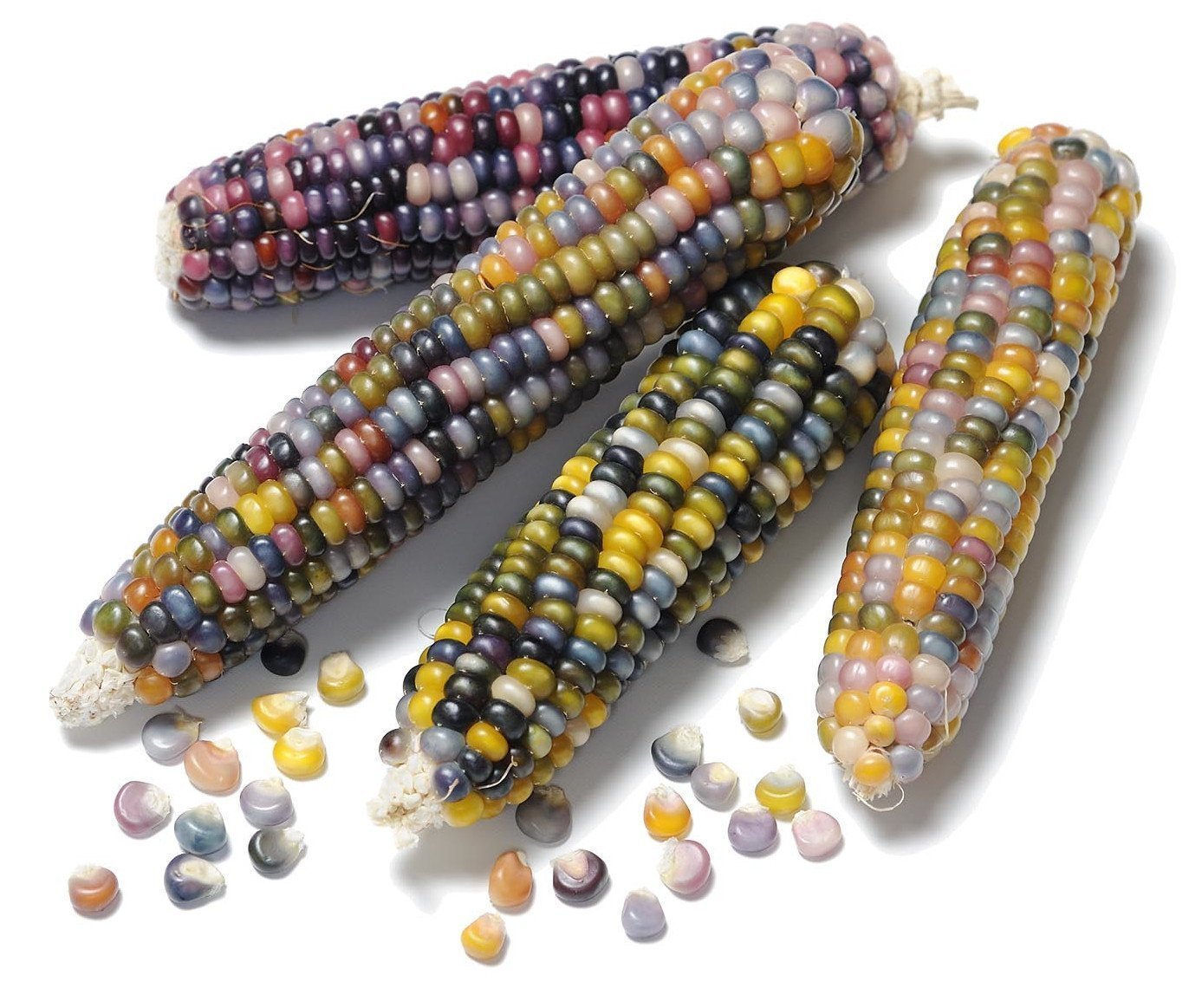 Best Organic, Open-Pollinated, Non-GMO Corn Seeds - Buy Online: The ...