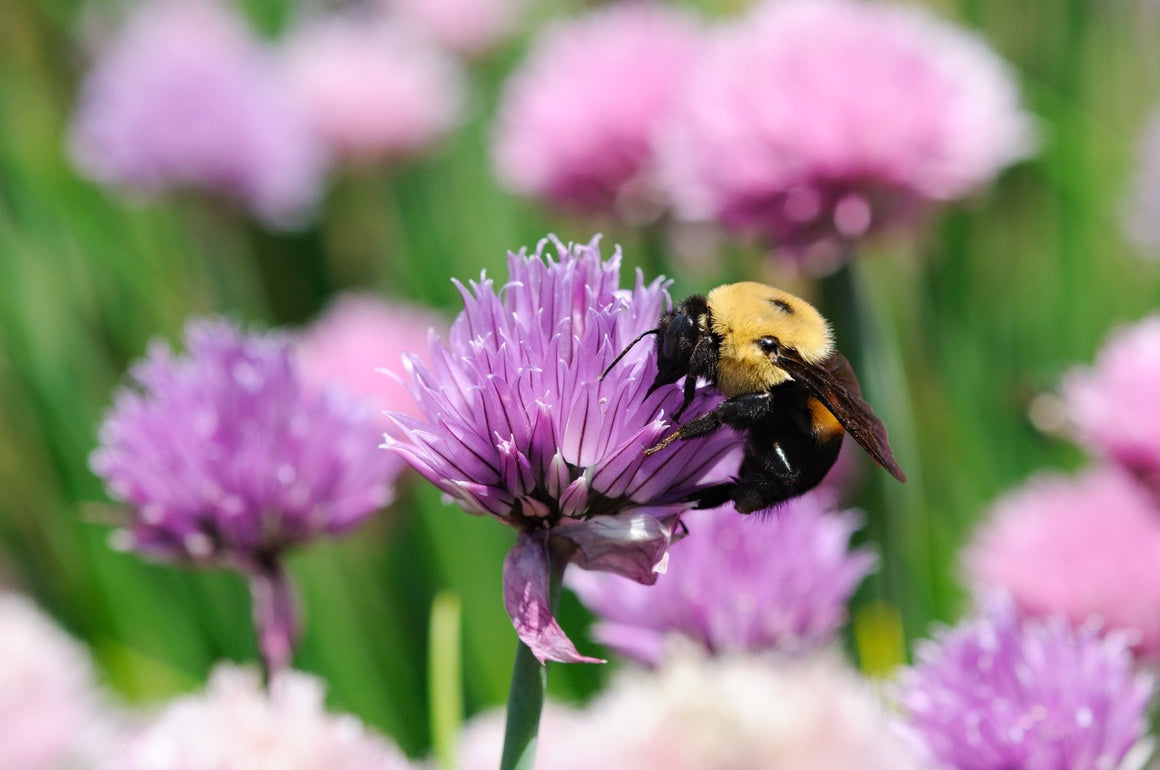 Certified Organic, Non-GMO, Family Owned Heirloom Seed Company – The ...