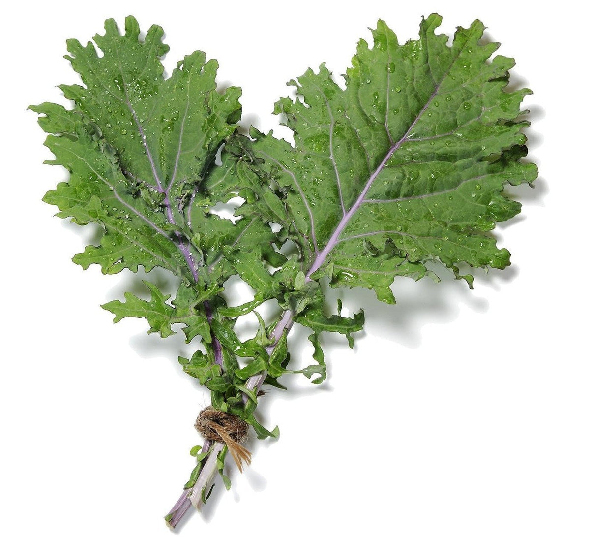 Best Organic, Open-Pollinated, Non-GMO Kale Seeds - Buy Online: The ...