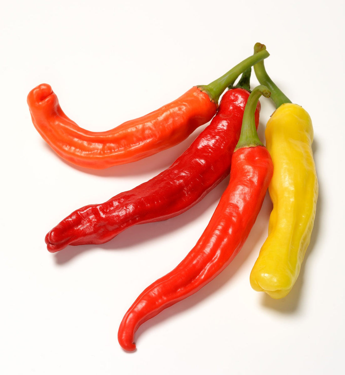 Charleston Hot Pepper Seeds - Capsicum annuum The Living Seed Company LLC