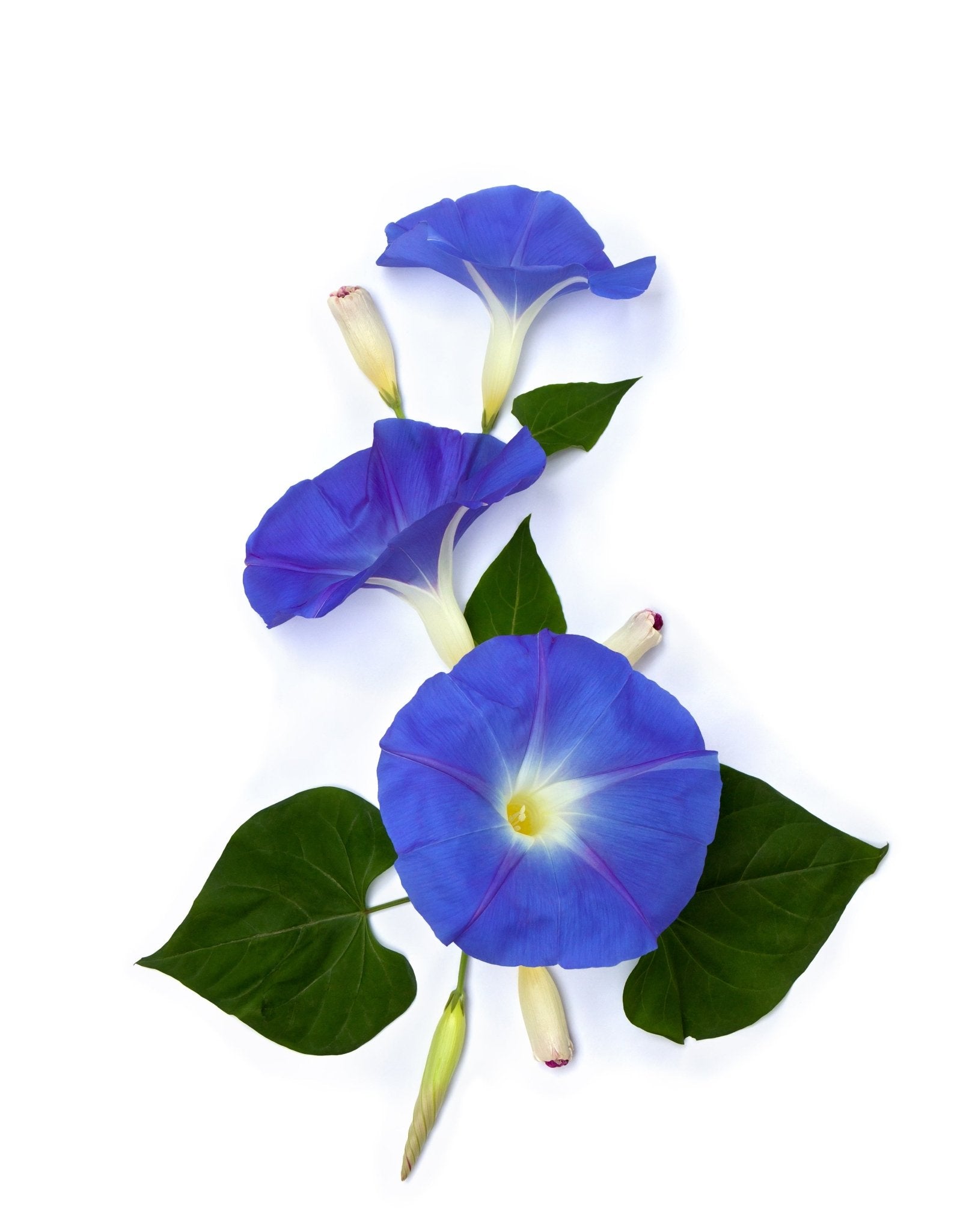 Heavenly Blue Morning Glory