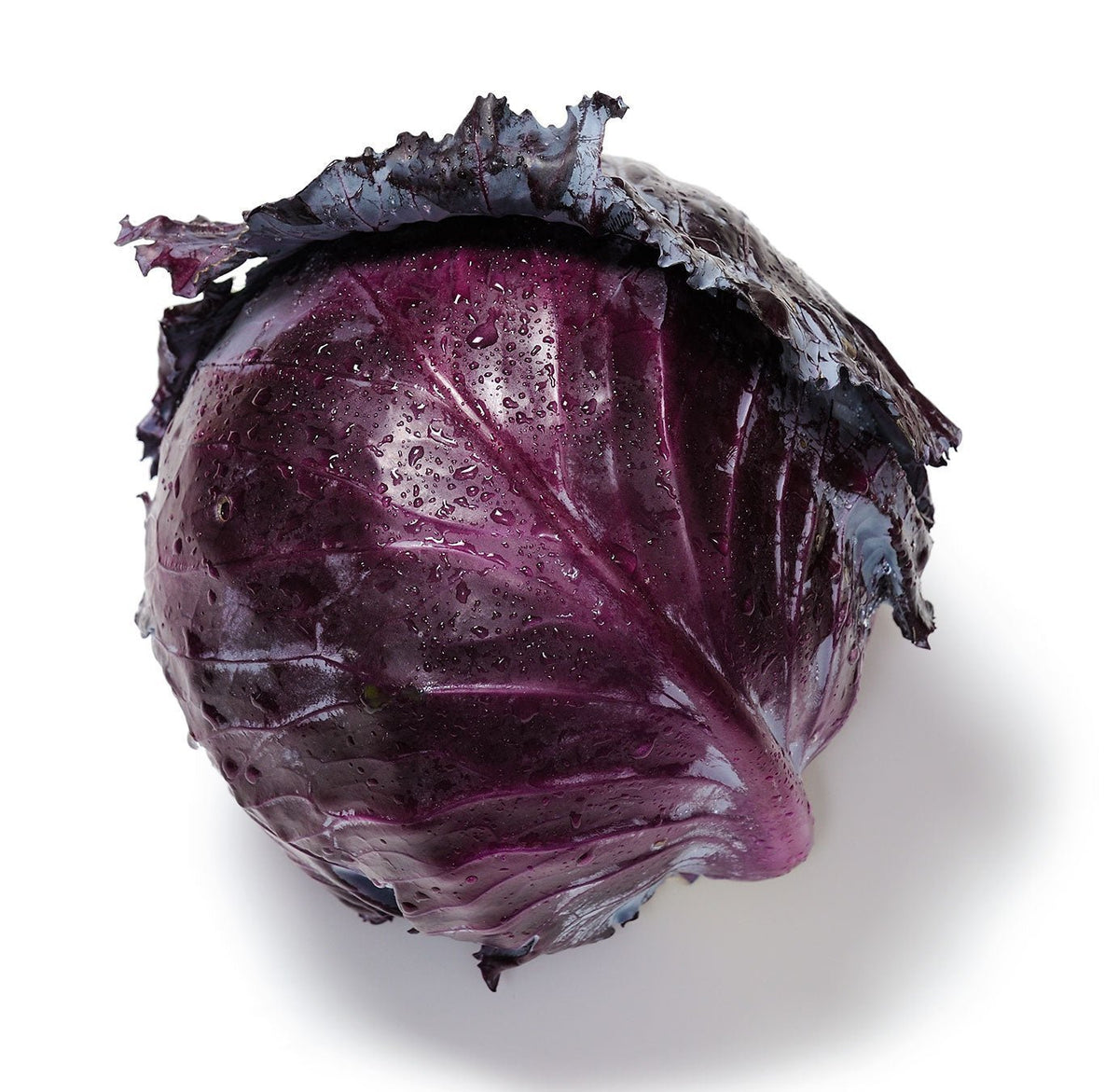 Mammoth Red Rock Cabbage Seeds Brassica oleracea non-GMO Seeds – The ...