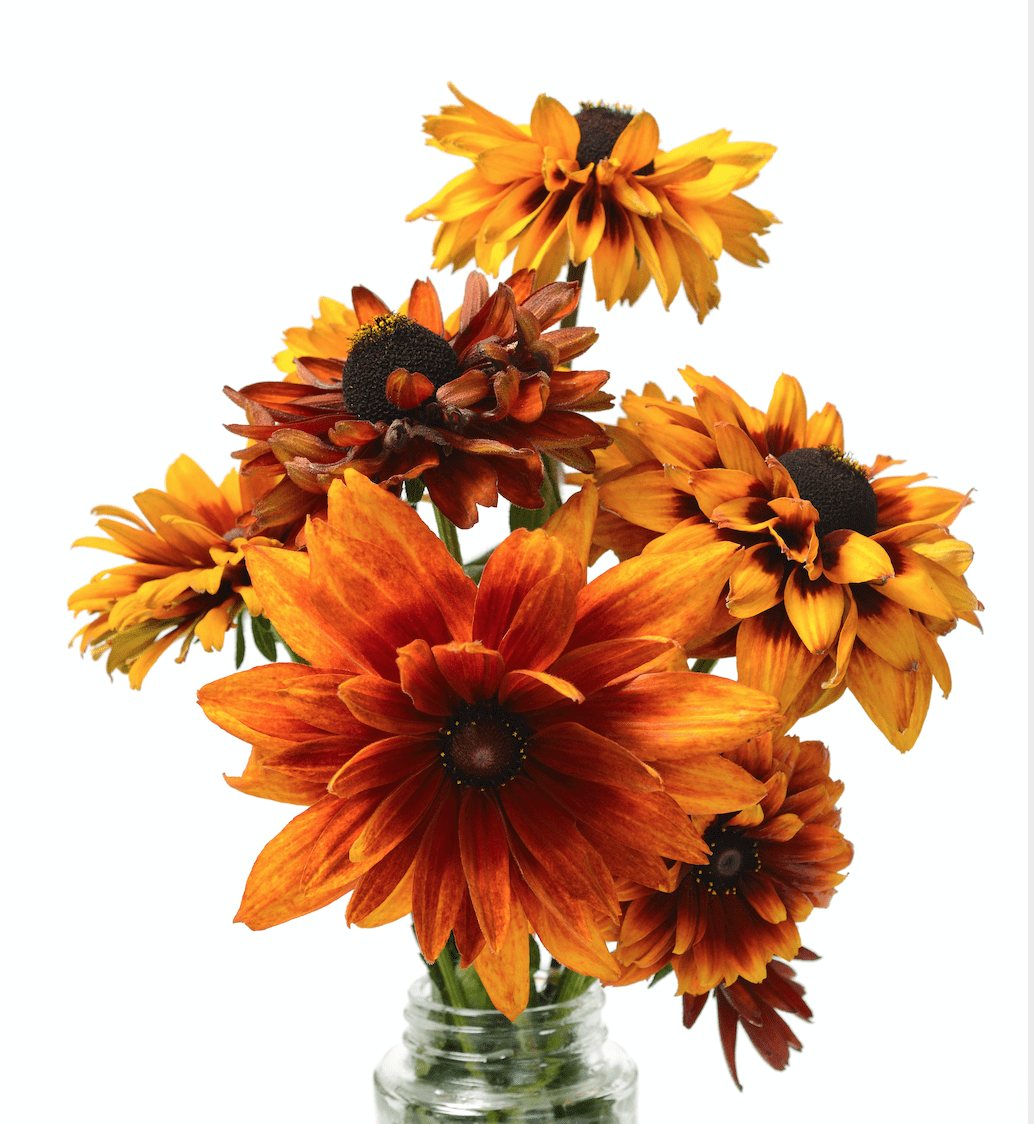 Cherokee Sunset Black-Eyed Susan | Rudibeckia hirta | Non-GMO Flower ...