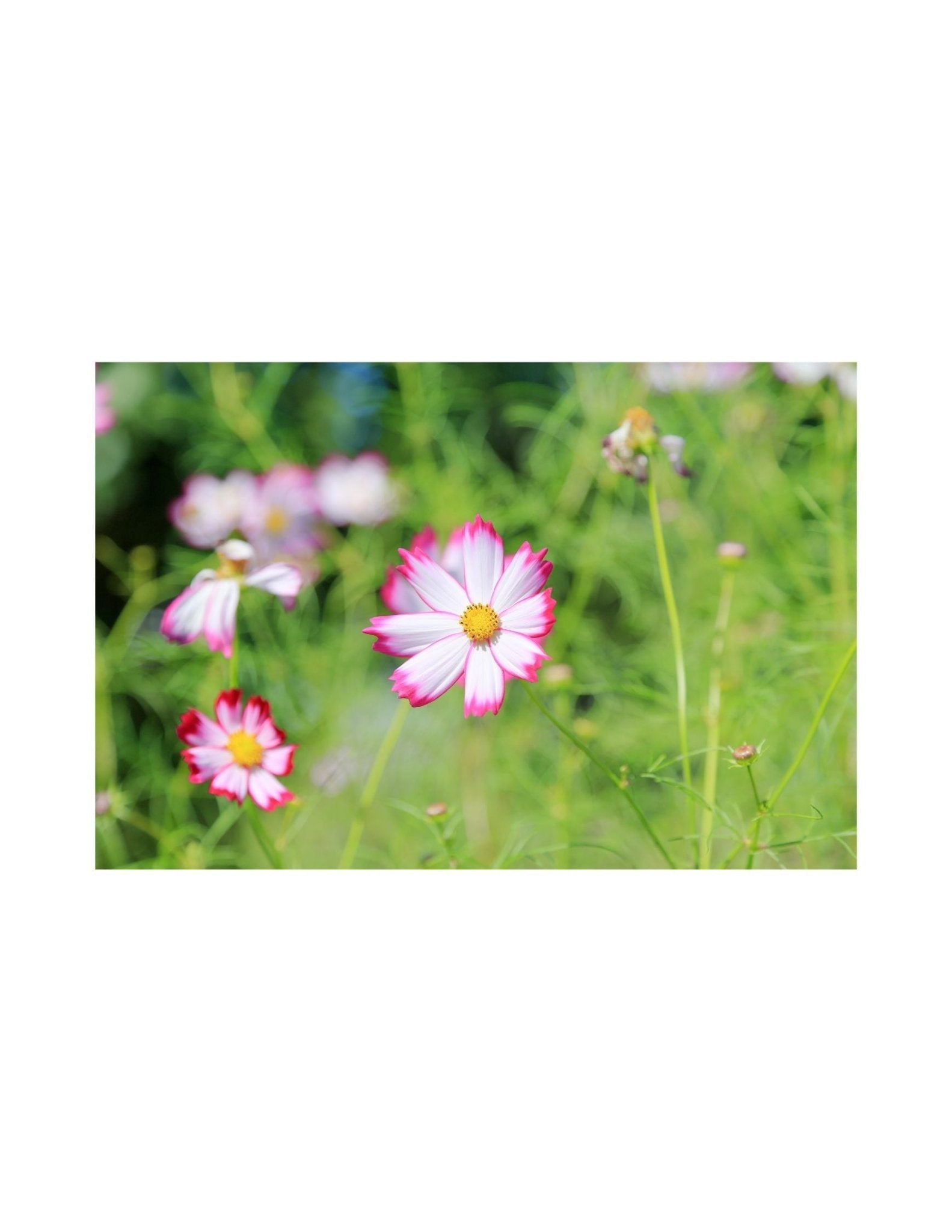 Best Cosmos Picotee Seeds(Cosmos bipinnatus) Non-GMO & Open-Pollinated ...