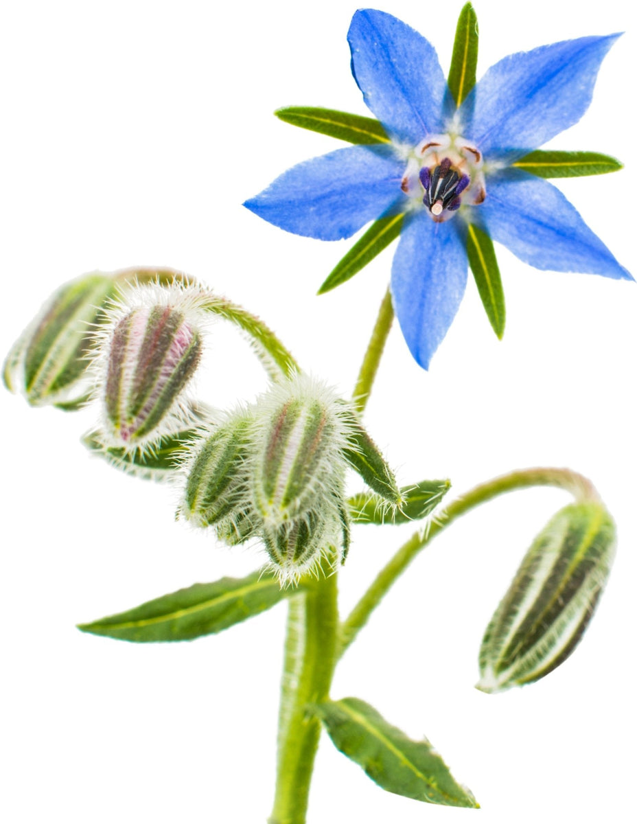 Best Organic, Neonicotinoid-Free Borage Seeds - Buy Online: The Living ...