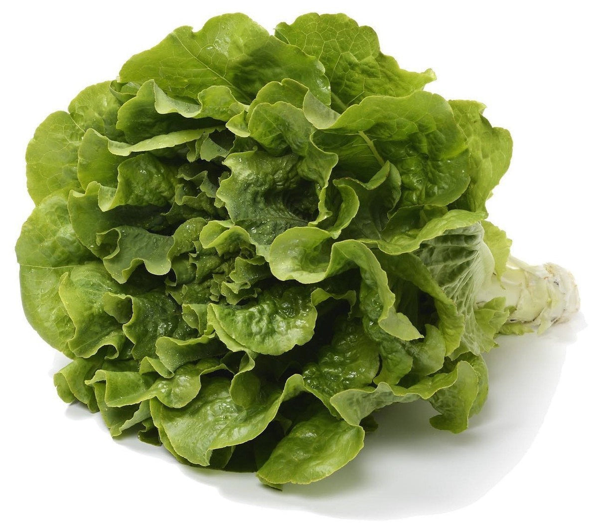 Organic Buttercrunch Lettuce Seeds – Non-GMO, Open Pollinated – The ...