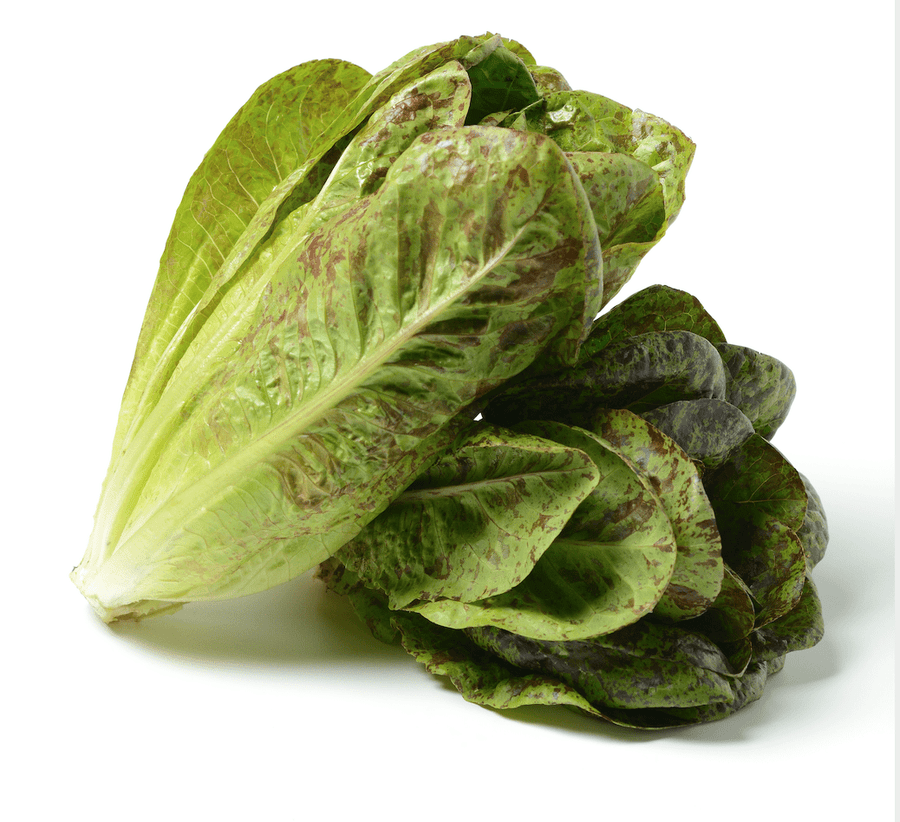 Organic Freckles Lettuce Seeds | Heirloom Non-GMO Open Pollinated – The ...