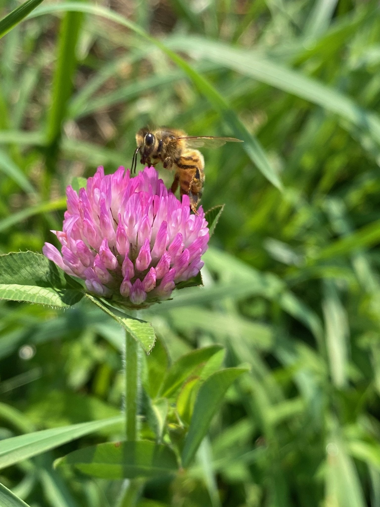 Organic Medium Red Clover Seeds - Trifolium pratense | non-GMO Seeds ...