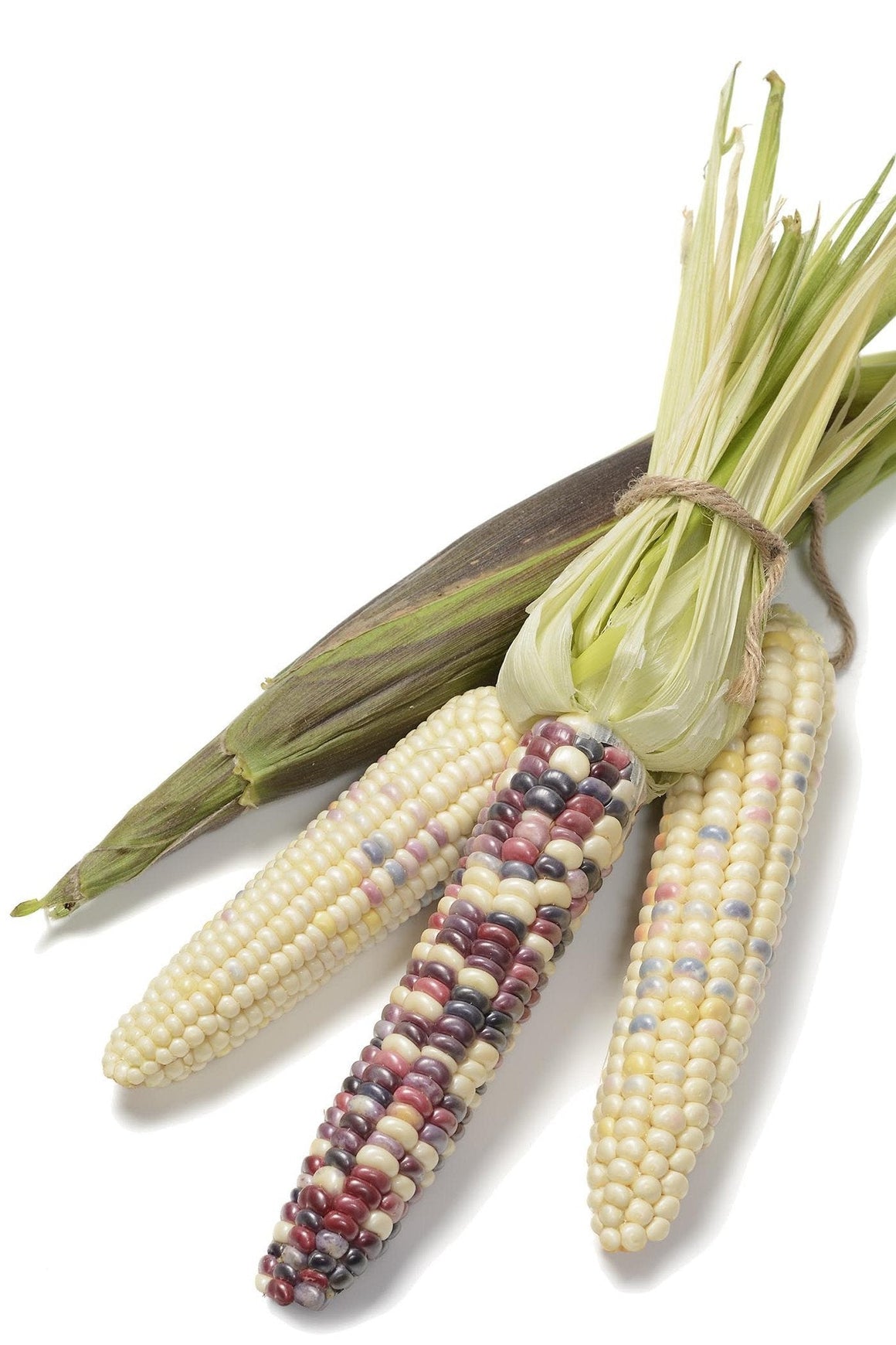 Best Organic, Open-Pollinated, Non-GMO Corn Seeds - Buy Online: The ...