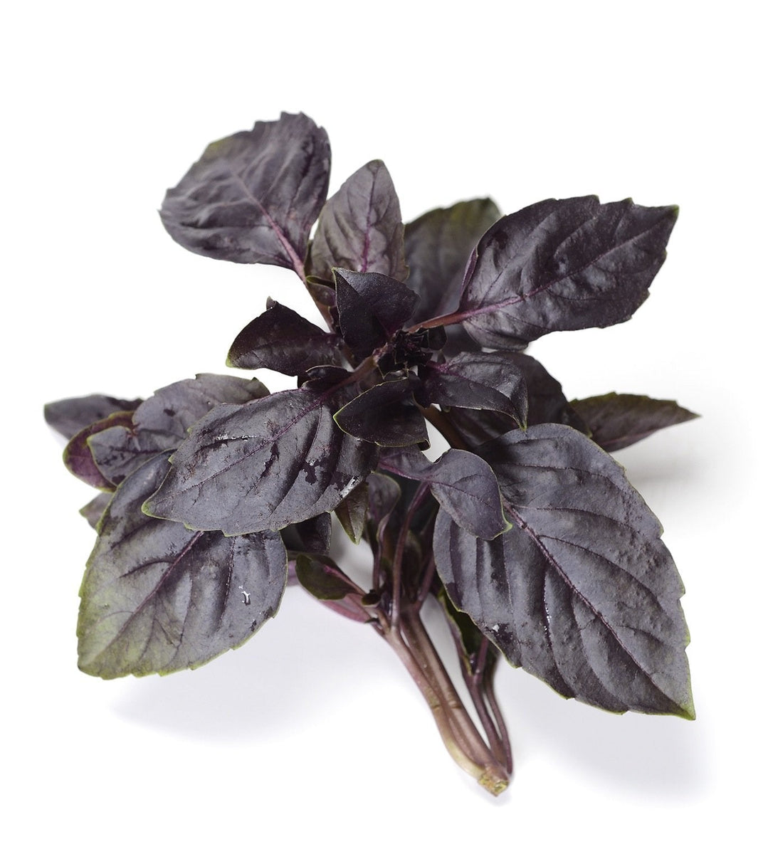 Organic Red Rubin Purple Basil Seeds - Ocimum basilicum non-GMO Seeds ...