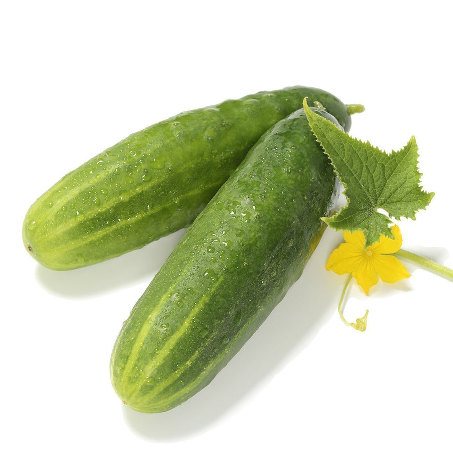 Organic Straight Eight Cucumber - Cucumis sativus non-GMO Seeds – The ...