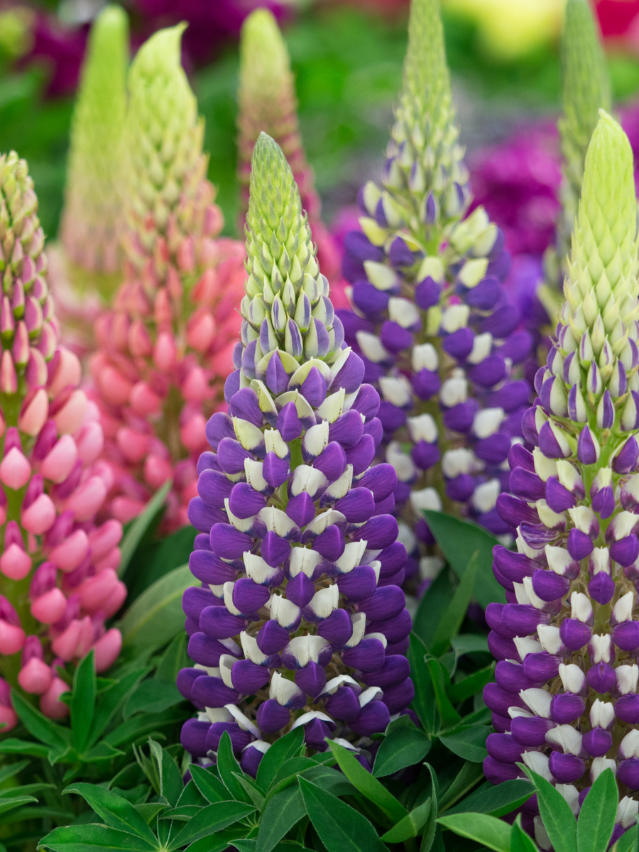 Russel Lupine - Lupinus polyphyllus | non-GMO & Open Pollinated Seeds ...