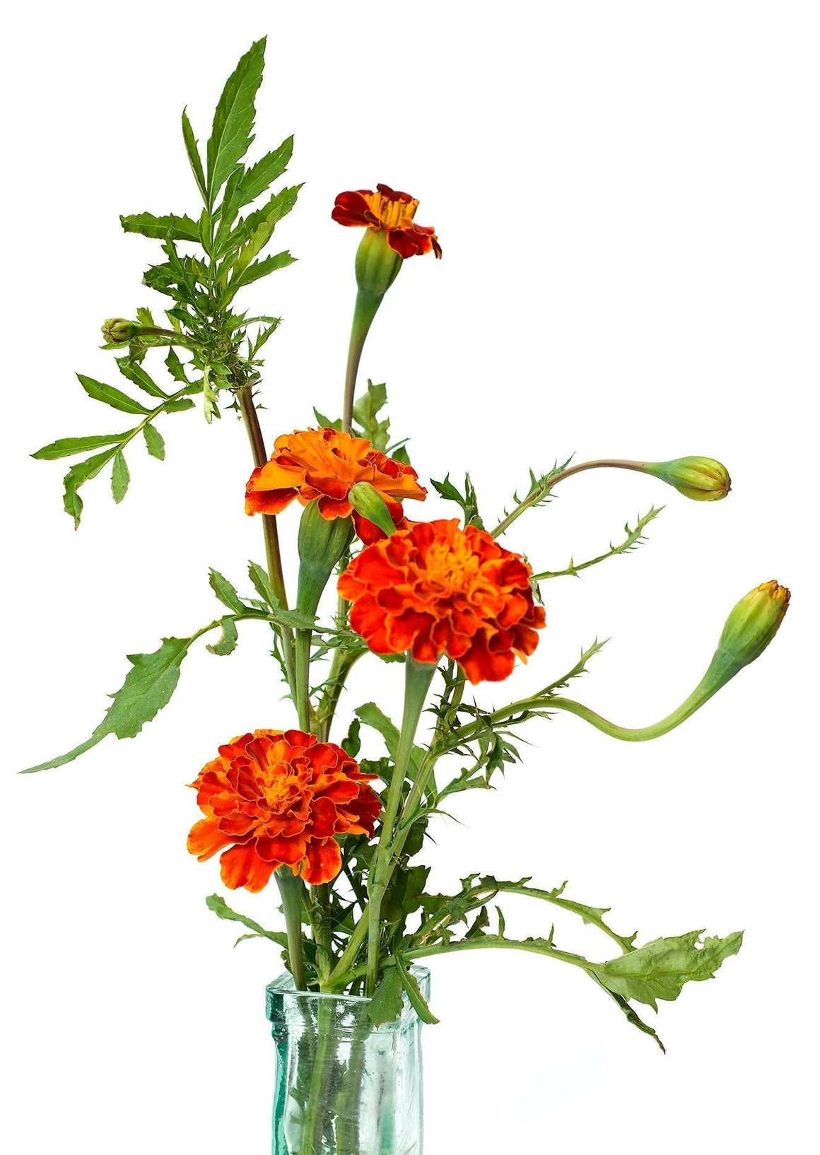 Tiger Eyes French Marigold - Tagetes patula non-GMO Open Pollinated ...