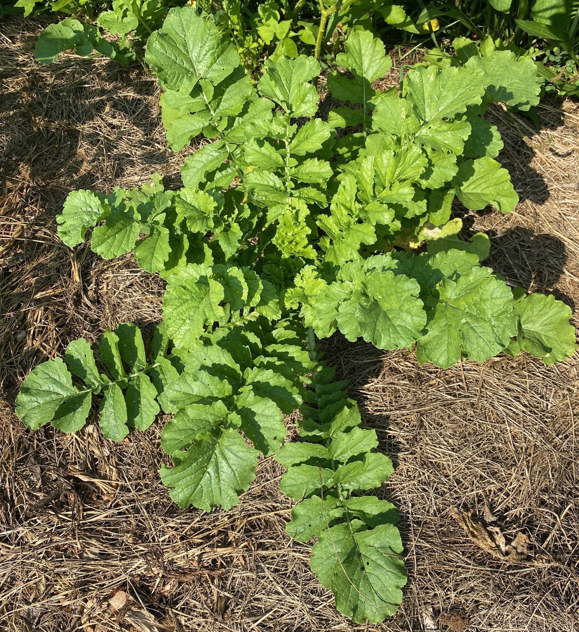 Organic Tillage Radish - Cover Crop, non-GMO & Open Pollinated Seeds ...